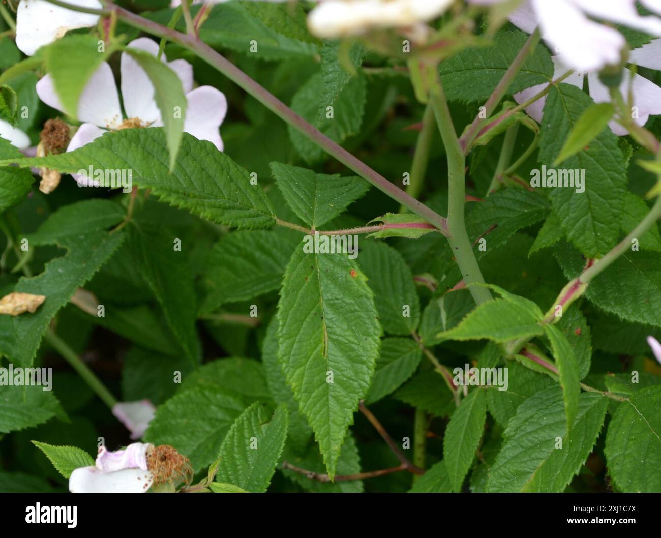 climbing prairie rose (Rosa setigera) Plantae Stock Photo - Alamy