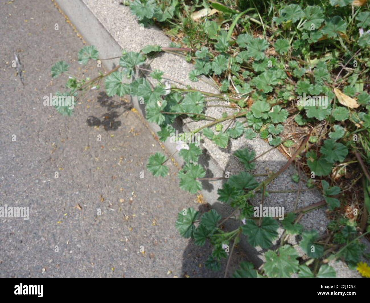 dwarf mallow (Malva neglecta) Plantae Stock Photo - Alamy