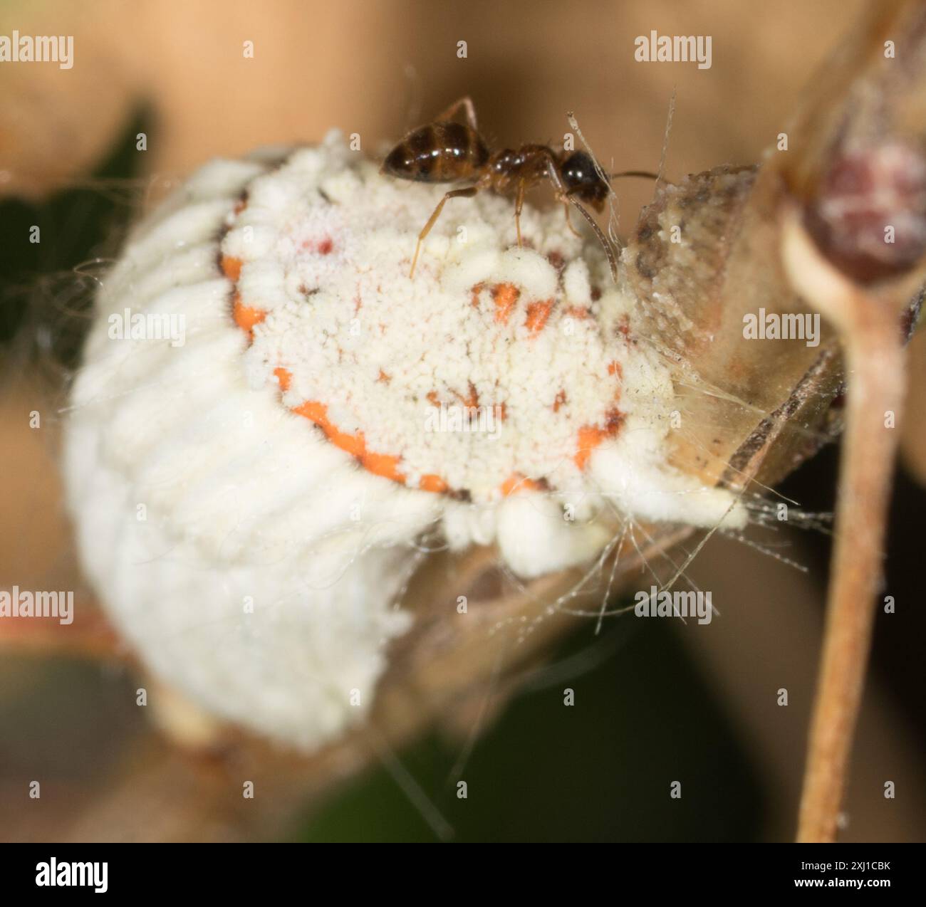 Cottony cushion scale (Icerya purchasi) Insecta Stock Photo - Alamy