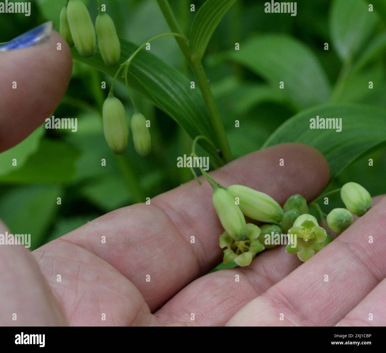 giant Solomon's seal (Polygonatum biflorum commutatum) Plantae Stock ...