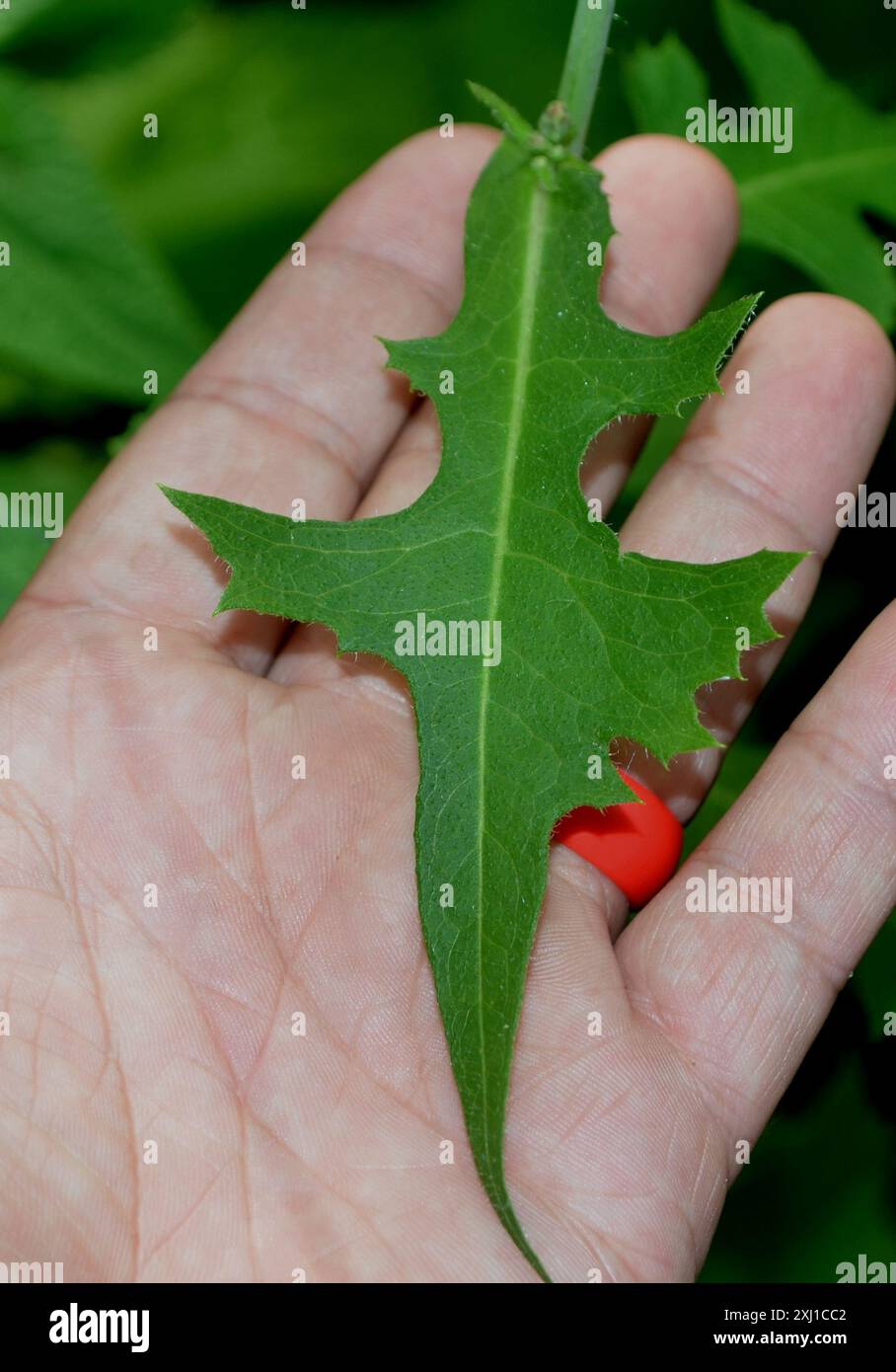 tall blue lettuce (Lactuca biennis) Plantae Stock Photo - Alamy