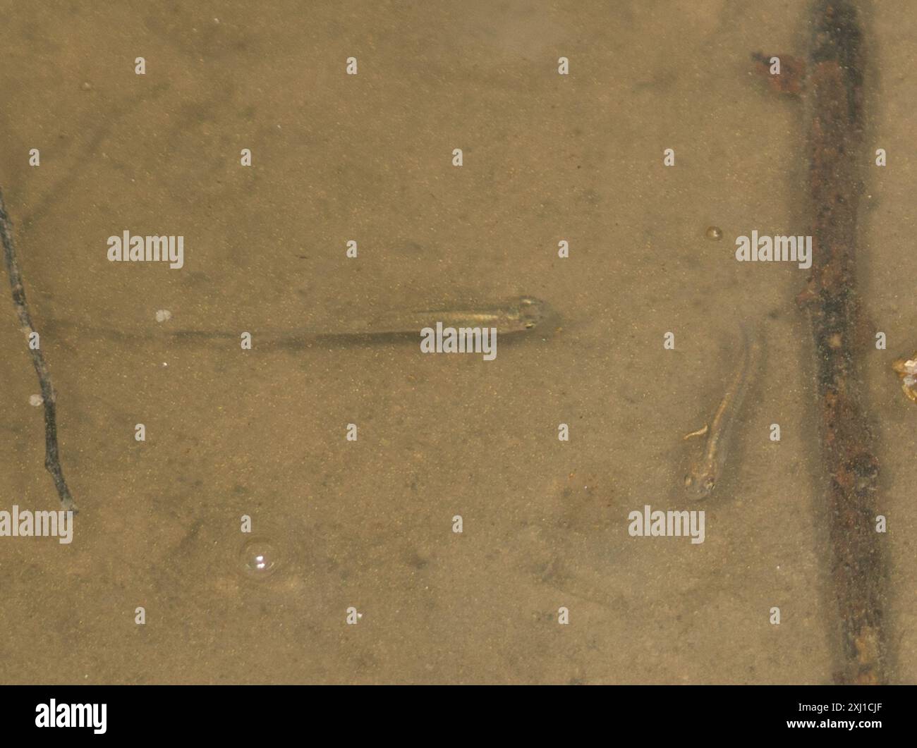 Western Mosquitofish (Gambusia affinis) Actinopterygii Stock Photo - Alamy