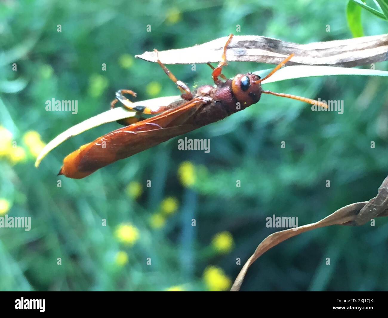 Pigeon Horntail (Tremex columba) Insecta Stock Photo - Alamy