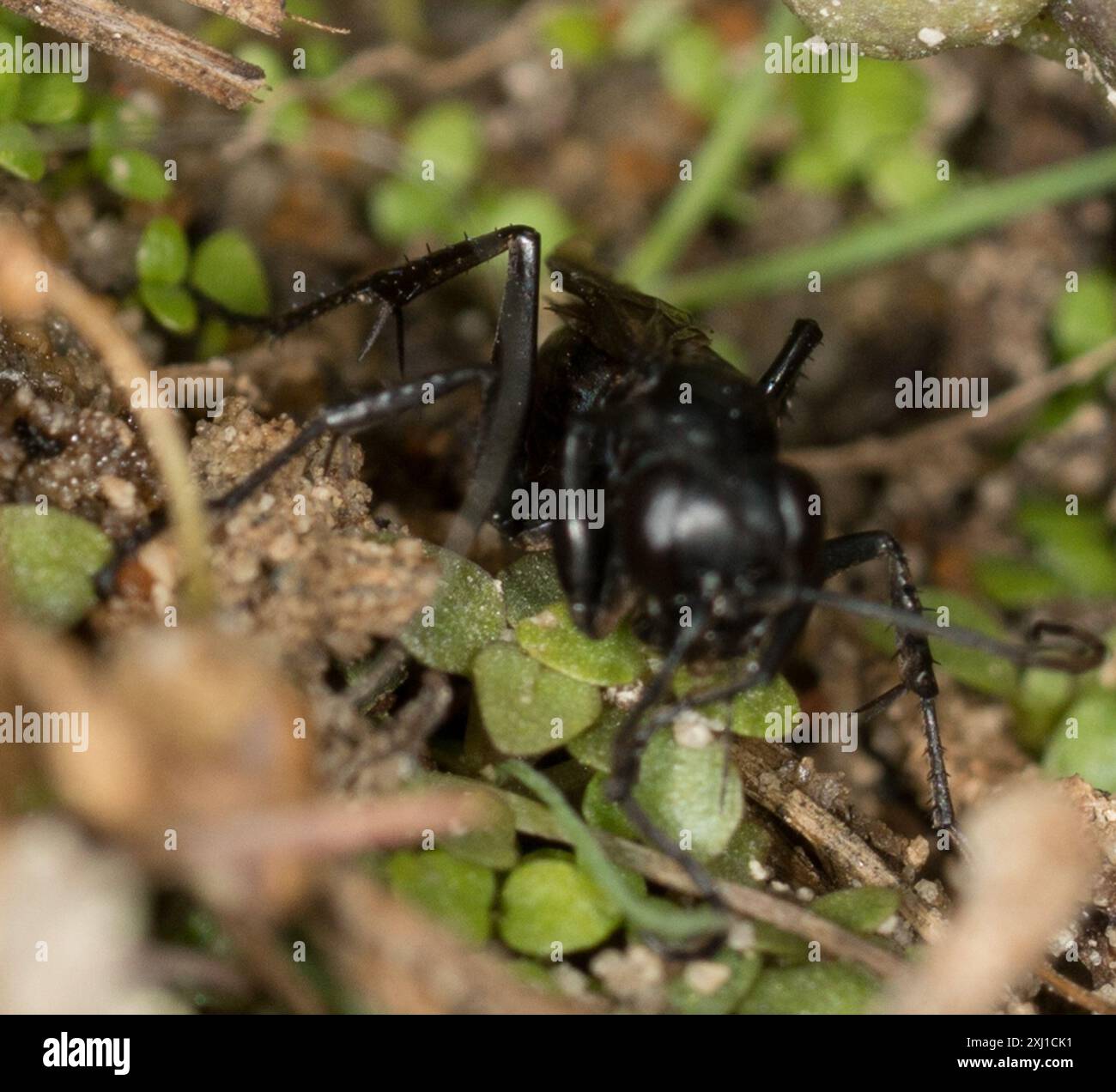 Spider Wasps (Pompilidae) Insecta Stock Photo - Alamy