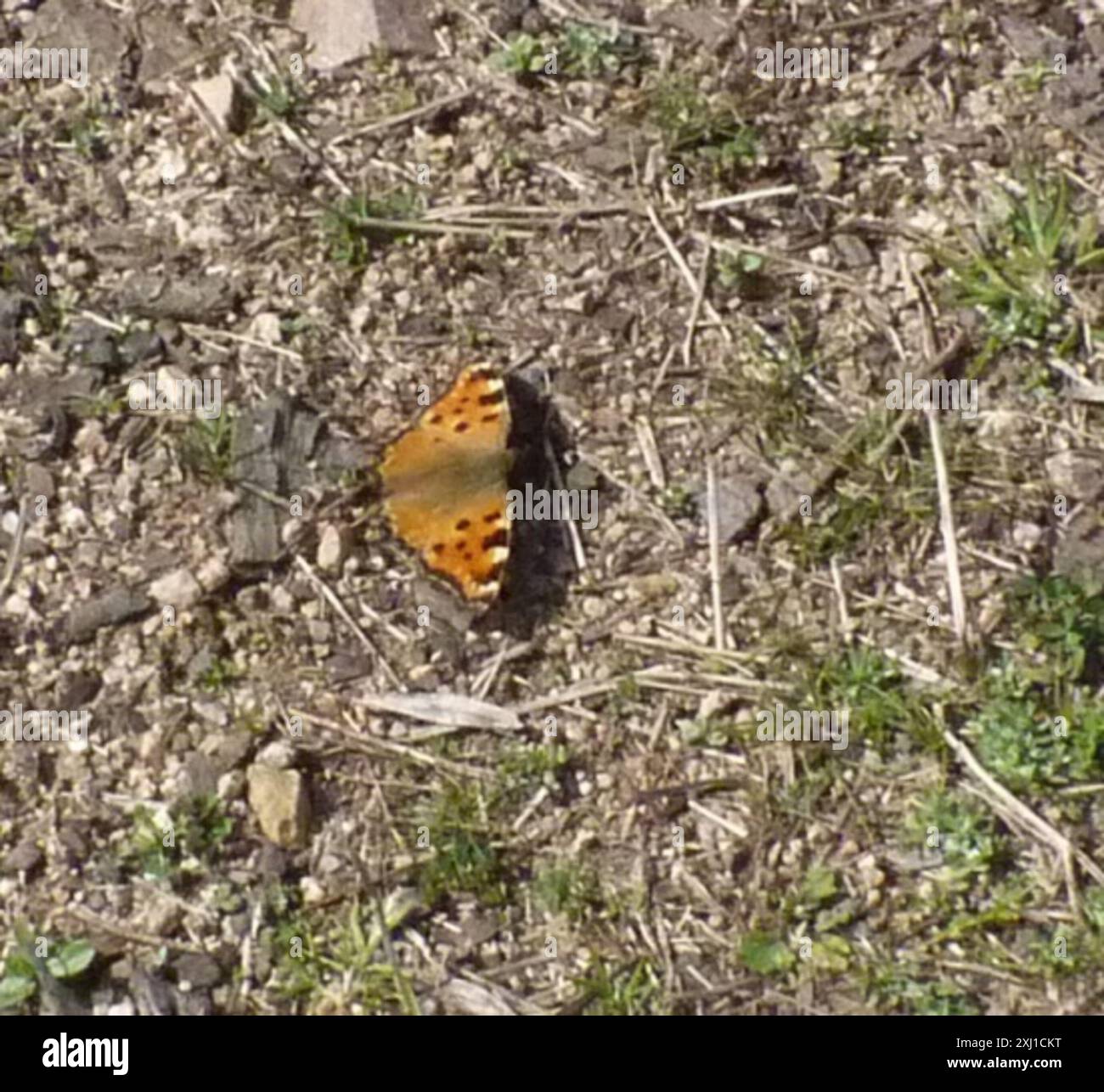 Large Tortoiseshell (Nymphalis polychloros) Insecta Stock Photo - Alamy