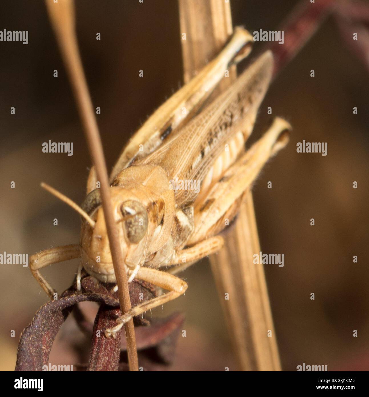 Devastating grasshopper hi-res stock photography and images - Alamy