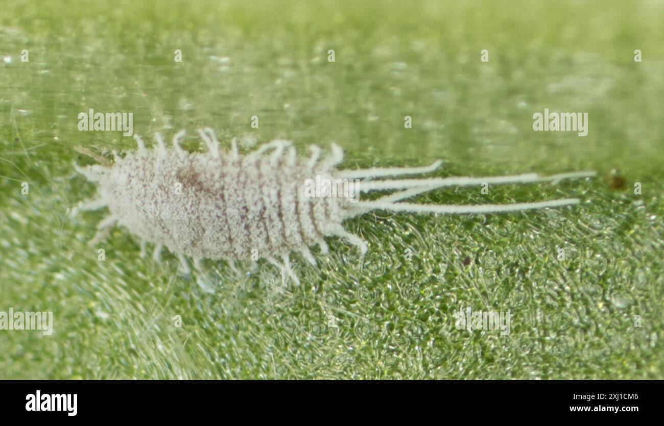 long-tailed mealybug (Pseudococcus longispinus) Insecta Stock Photo - Alamy