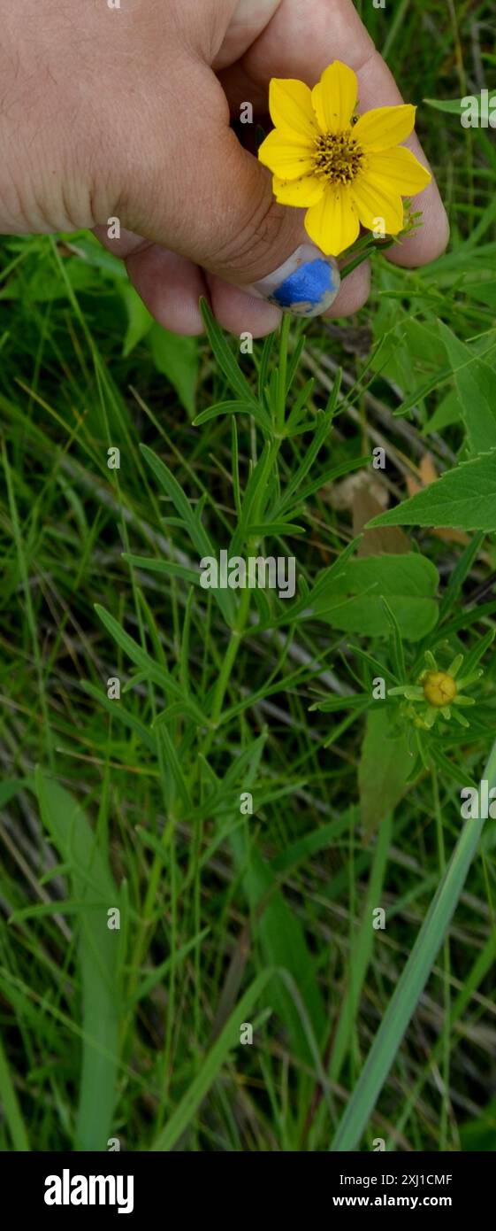 Prairie Coreopsis (Coreopsis palmata) Plantae Stock Photo - Alamy