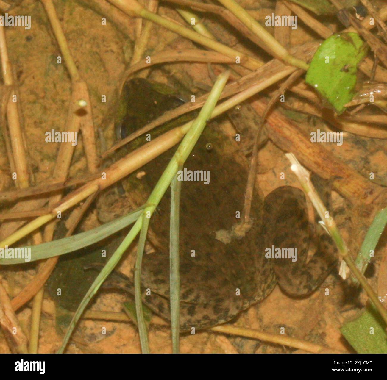 East Asian Bullfrog (Hoplobatrachus chinensis) Amphibia Stock Photo - Alamy