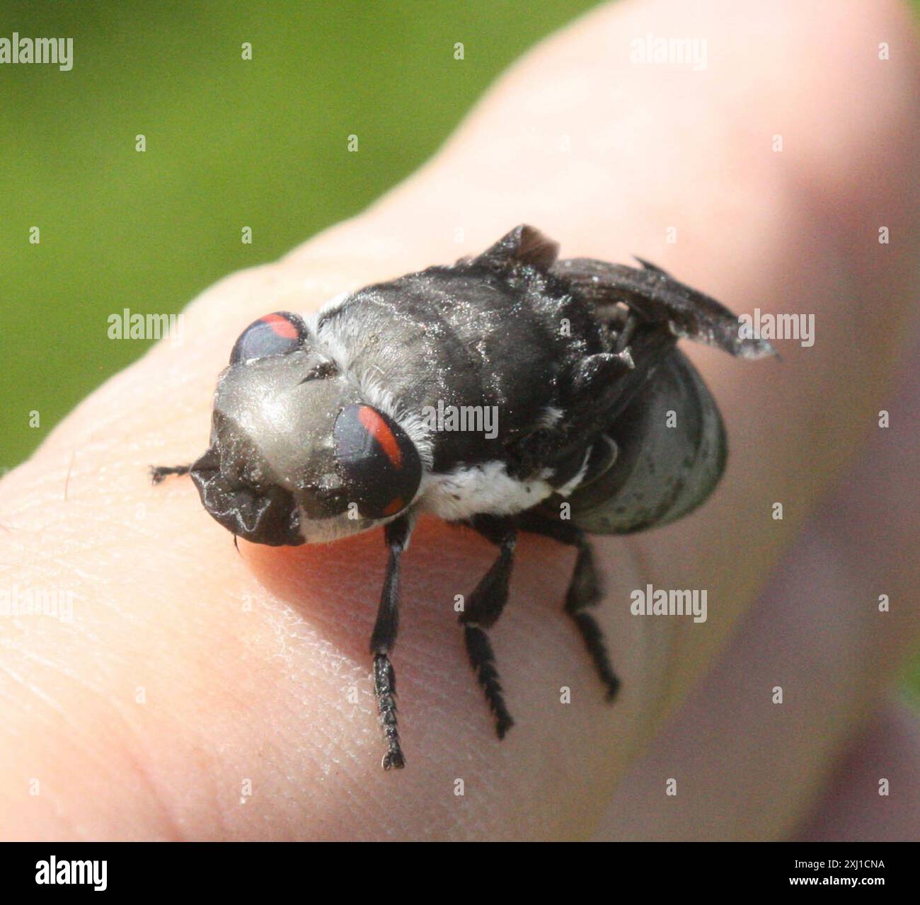 (Cuterebra lepivora) Insecta Stock Photo - Alamy