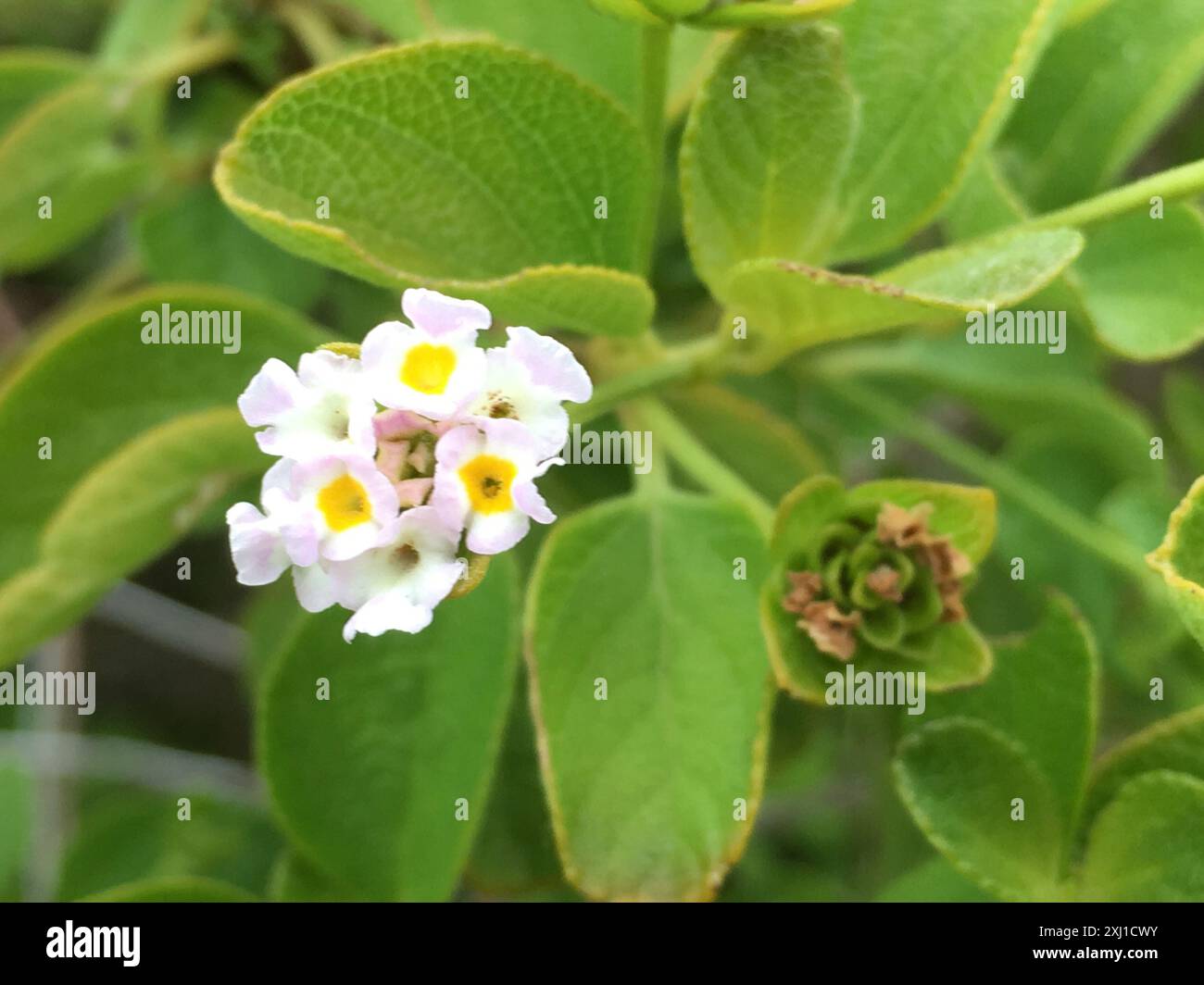 Button Sage (Lantana involucrata) Plantae Stock Photo - Alamy