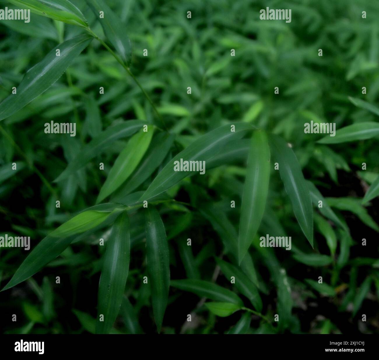 Japanese stiltgrass (Microstegium vimineum) Plantae Stock Photo - Alamy