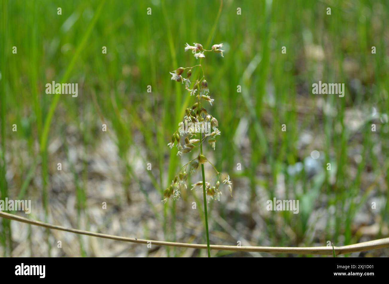 northern sweetgrass (Anthoxanthum hirtum) Plantae Stock Photo - Alamy