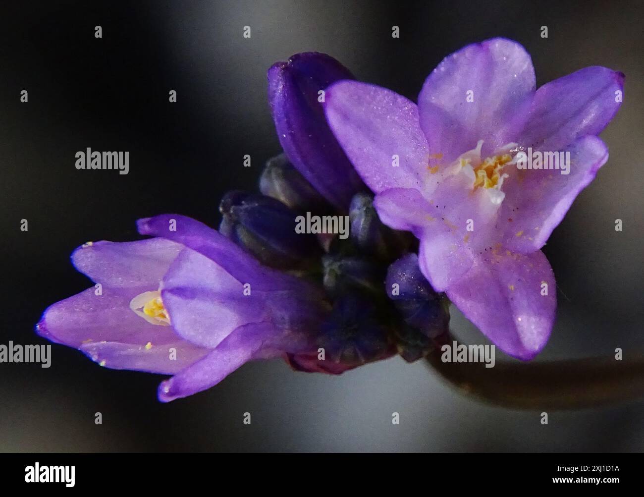 Blue Dicks (Dipterostemon capitatus) Plantae Stock Photo - Alamy
