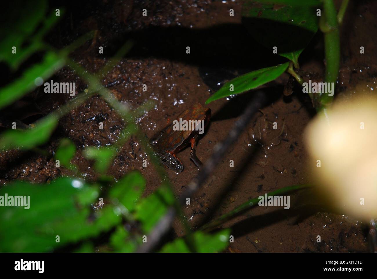 Leaf Litter Toad (Rhaebo haematiticus) Amphibia Stock Photo - Alamy