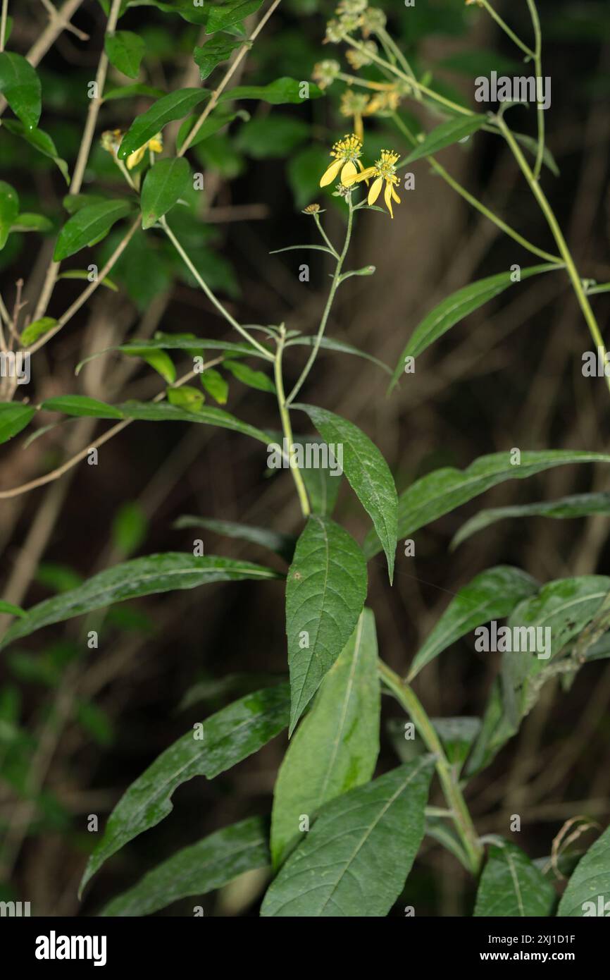 Wingstem (Verbesina alternifolia) Plantae Stock Photo - Alamy