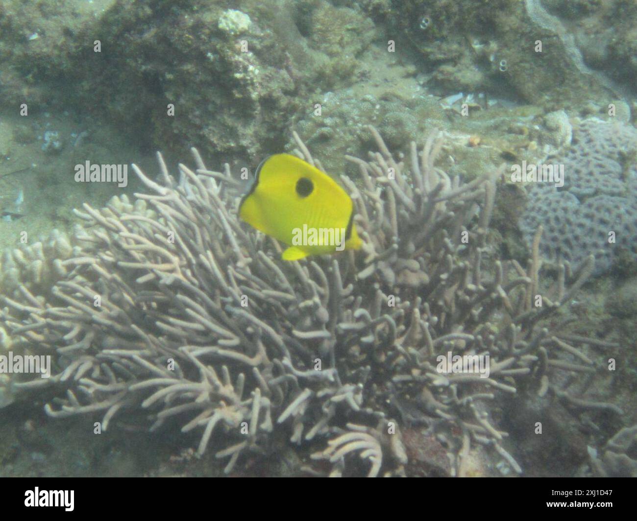 Indian teardrop butterflyfish hi-res stock photography and images - Alamy