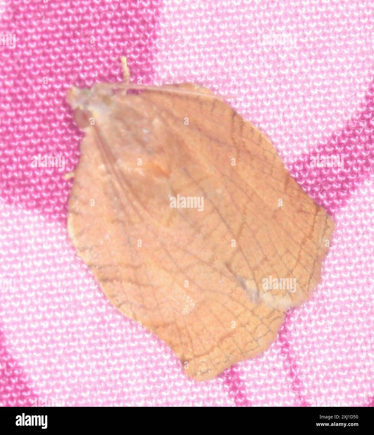 Omnivorous Leafroller (Archips purpurana) Insecta Stock Photo - Alamy