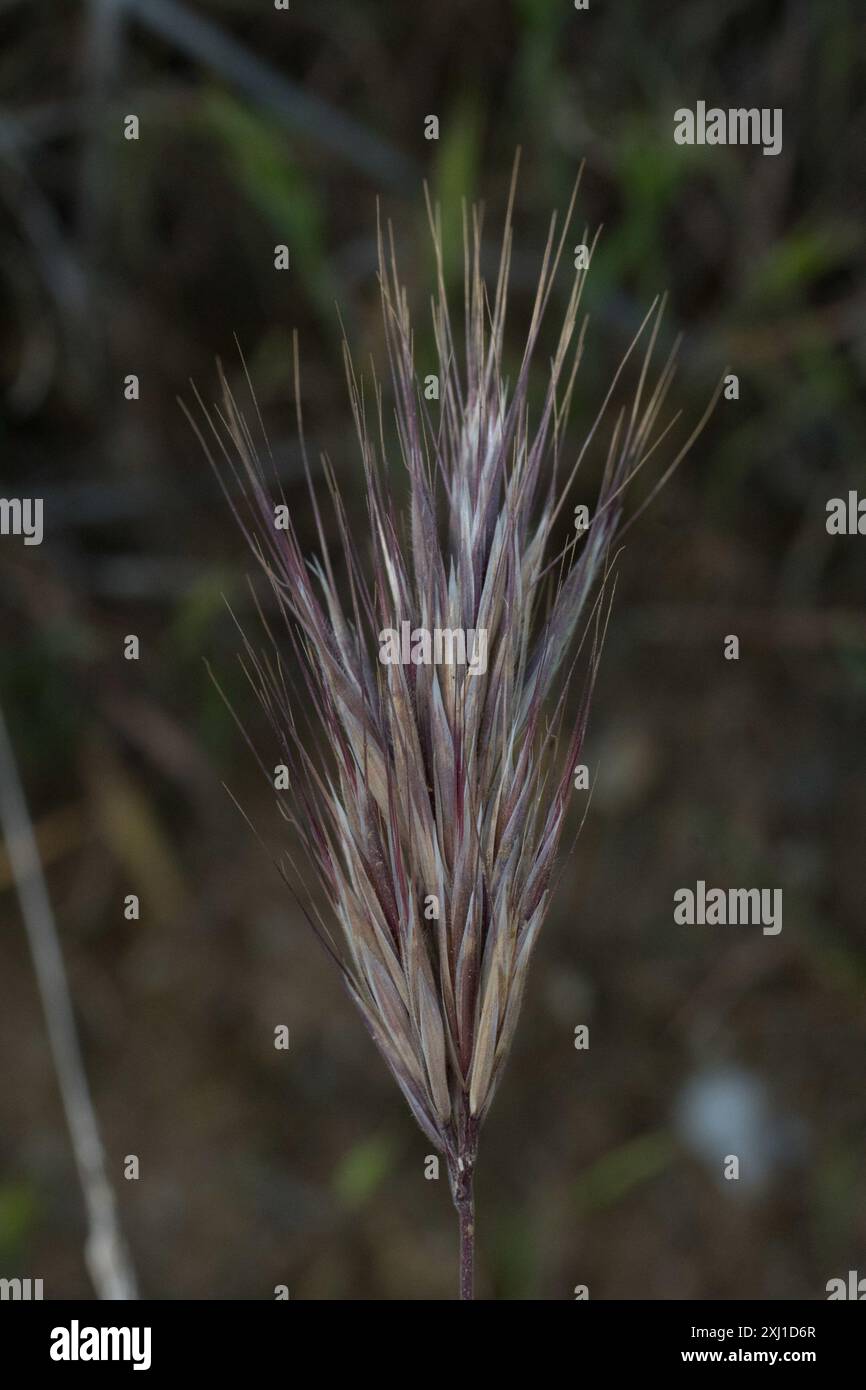 Compact Brome (Bromus madritensis) Plantae Stock Photo - Alamy