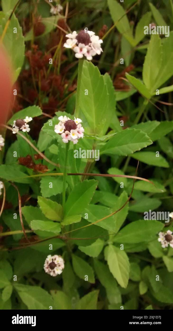 turkey tangle frogfruit (Phyla nodiflora) Plantae Stock Photo - Alamy