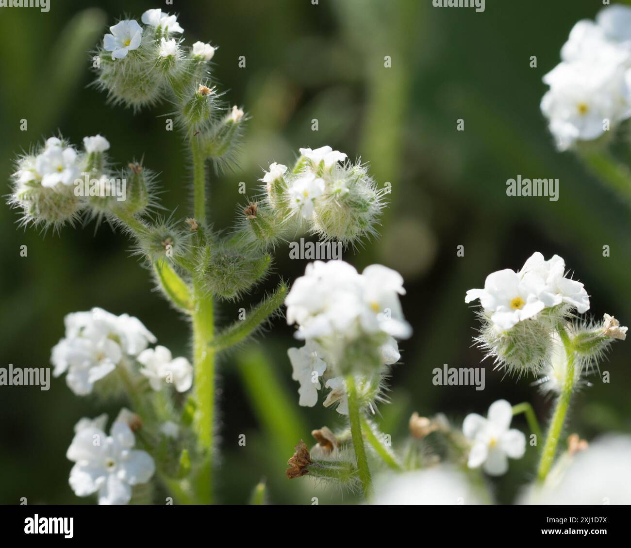 Clearwater cryptantha (Cryptantha intermedia) Plantae Stock Photo - Alamy