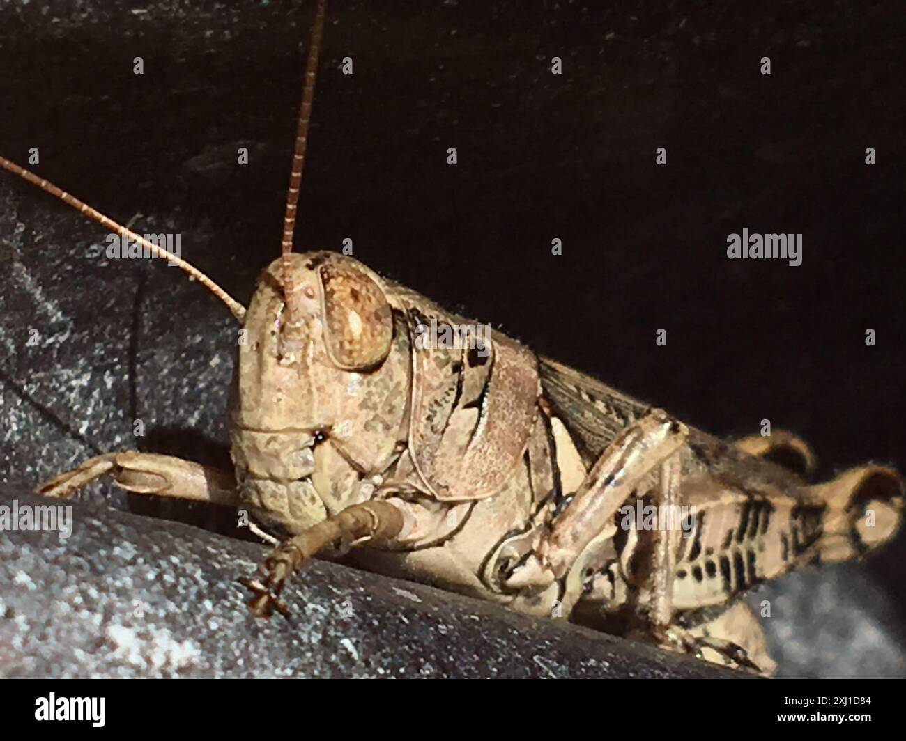 Ponderous Spur-throat Grasshopper (Melanoplus ponderosus) Insecta Stock ...