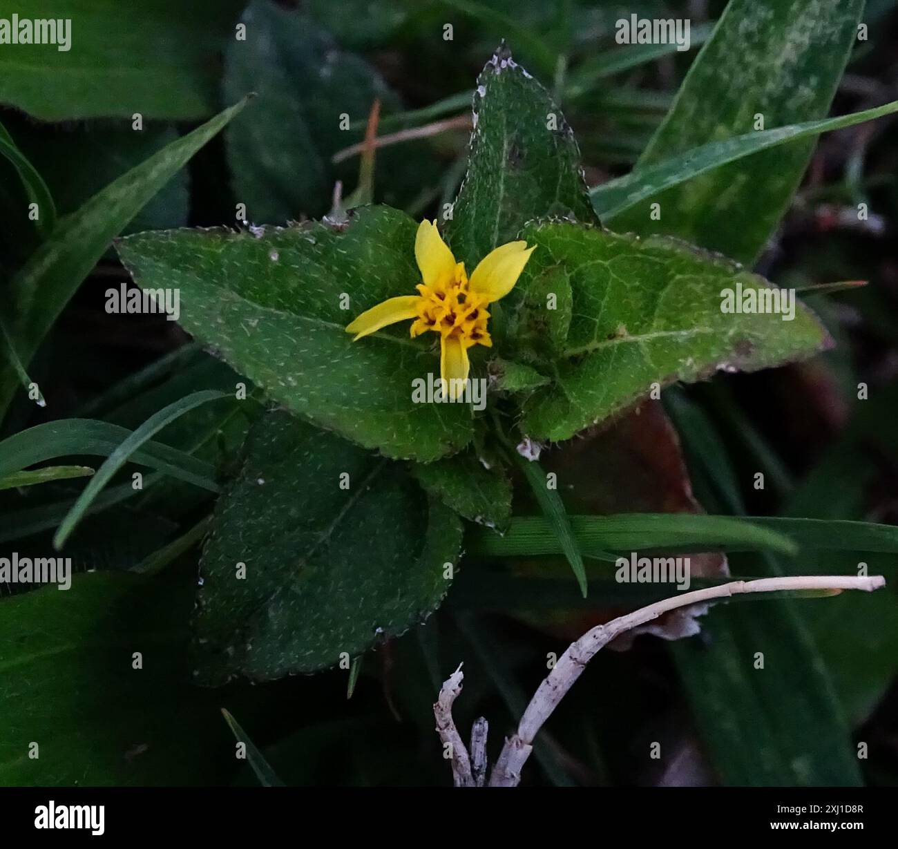 straggler daisy (Calyptocarpus vialis) Plantae Stock Photo - Alamy