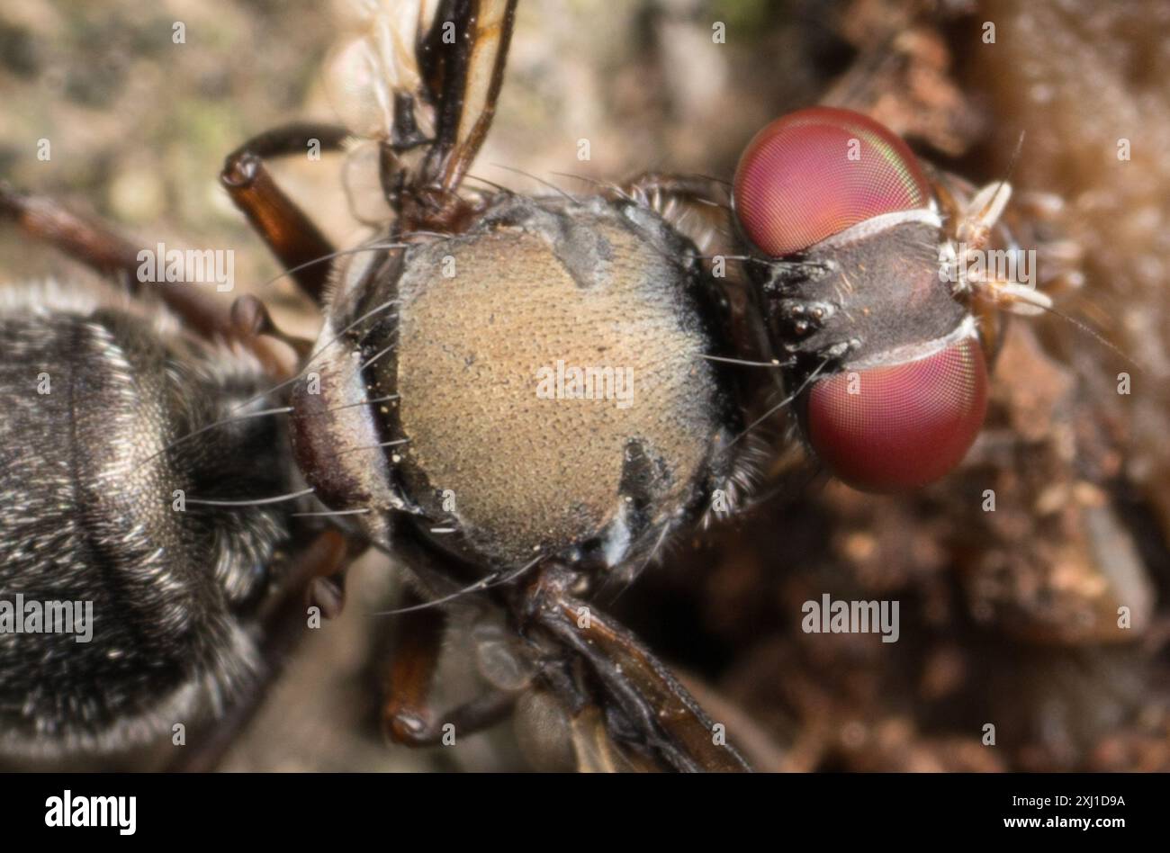 Boatman Fly (Pogonortalis doclea) Insecta Stock Photo - Alamy