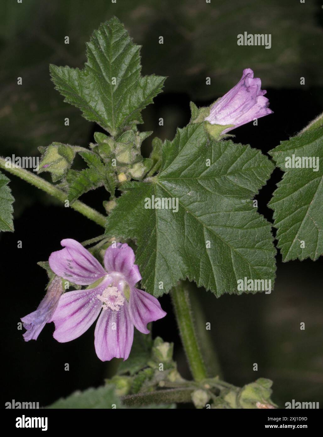 Cretan mallow (Malva multiflora) Plantae Stock Photo - Alamy