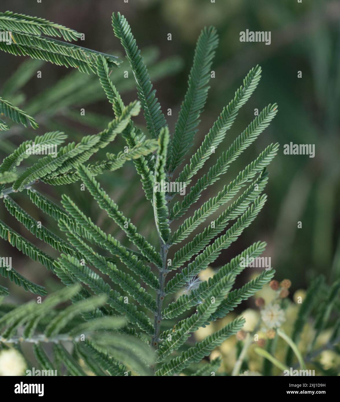 Acacias, Mimosas, mesquites, and allies (Mimosoideae) Plantae Stock ...
