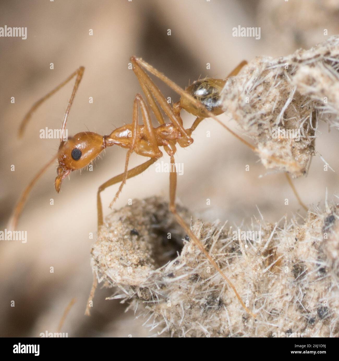 Vista Big-headed Ant (Pheidole vistana) Insecta Stock Photo - Alamy