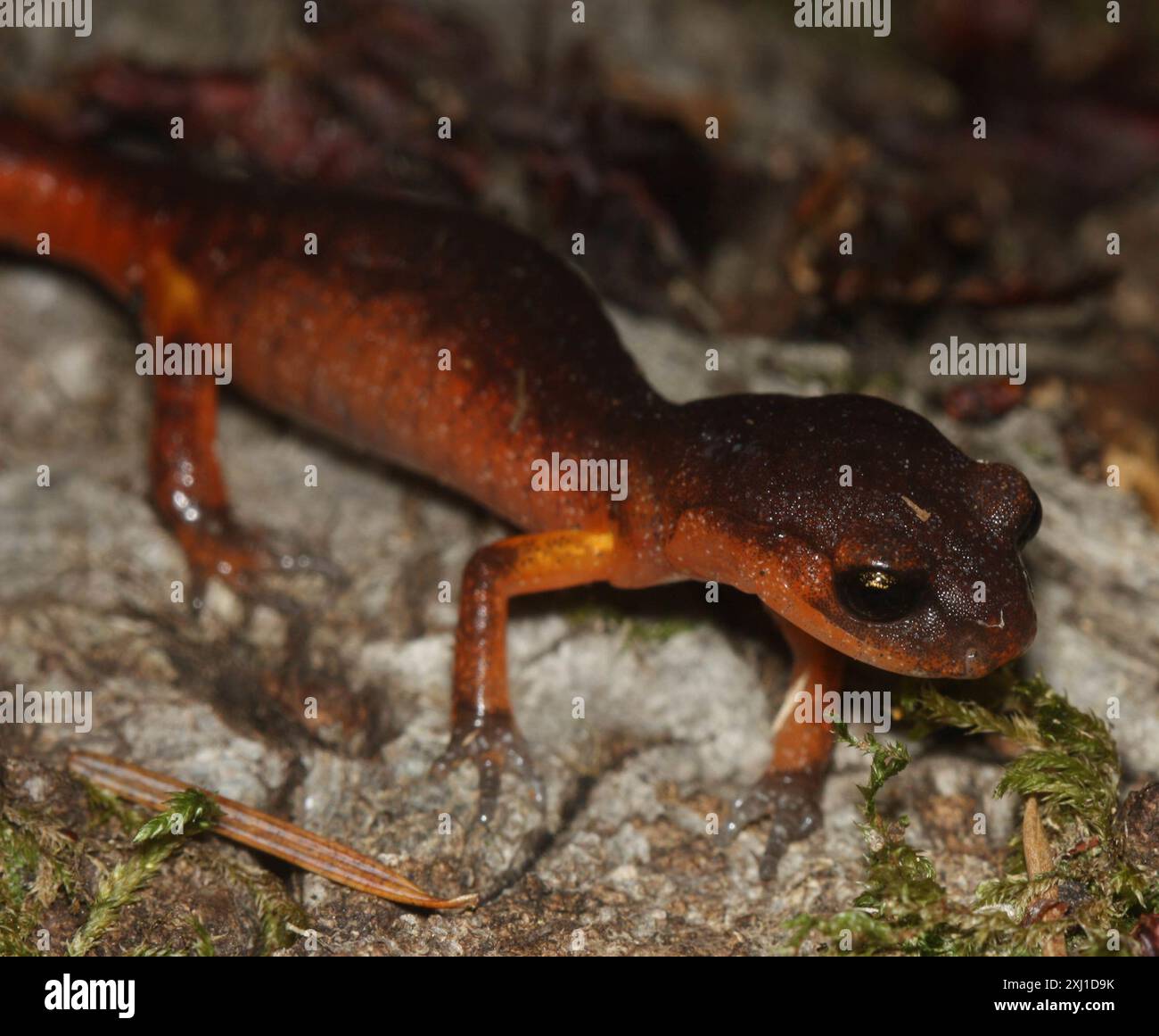 Ensatina (Ensatina eschscholtzii) Amphibia Stock Photo - Alamy