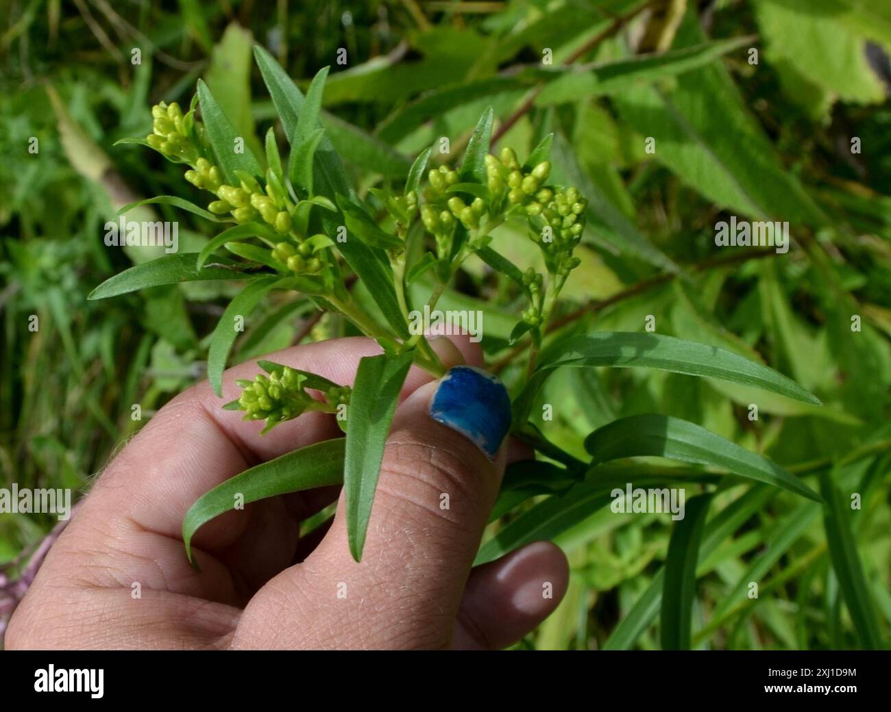 Riddell's goldenrod (Solidago riddellii) Plantae Stock Photo - Alamy