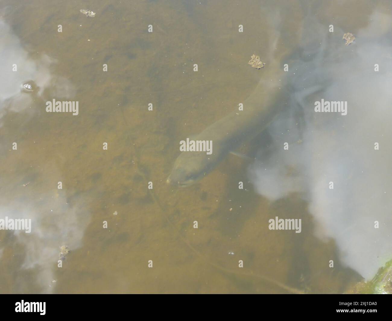 Short-finned Eel (Anguilla australis) Actinopterygii Stock Photo - Alamy