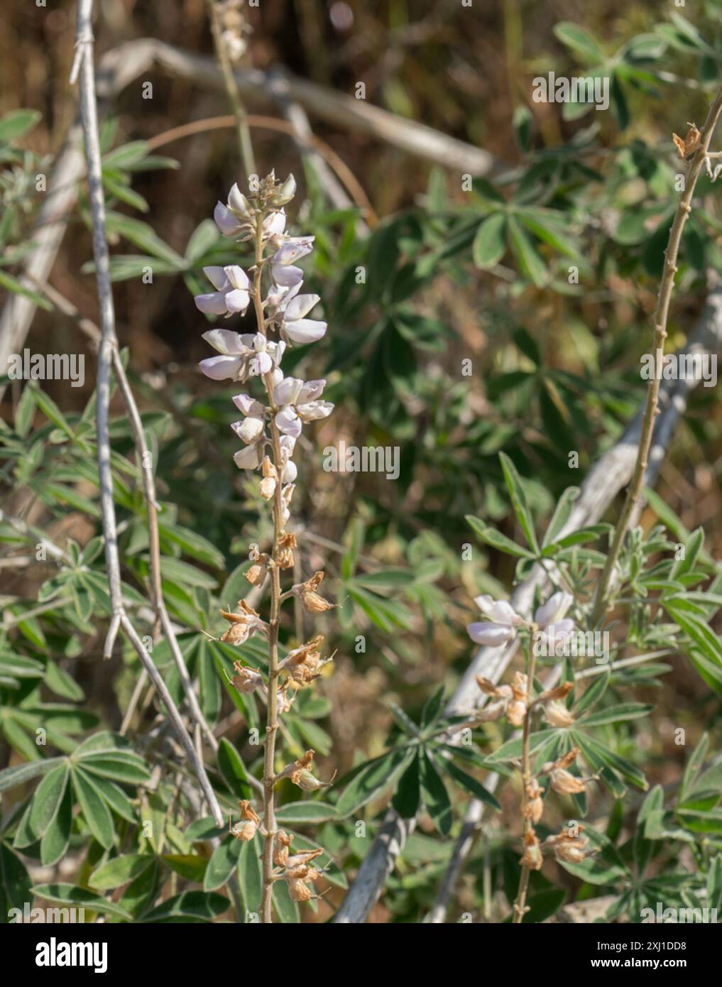 longleaf bush lupine (Lupinus longifolius) Plantae Stock Photo - Alamy