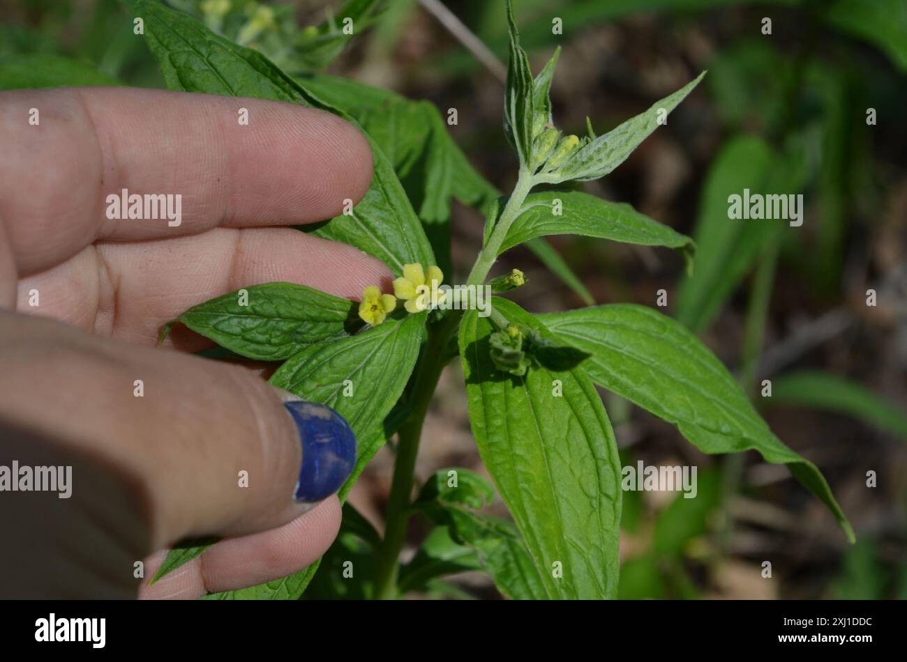 Lithospermum latifolium hi-res stock photography and images - Alamy