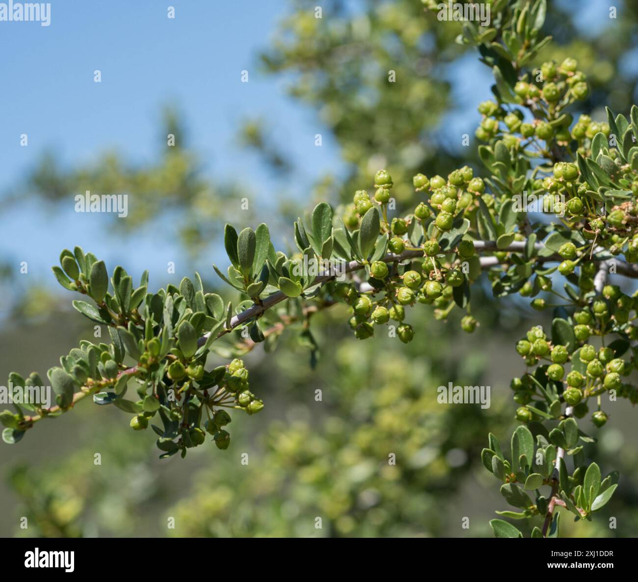 Buckbrush (Ceanothus cuneatus) Plantae Stock Photo - Alamy