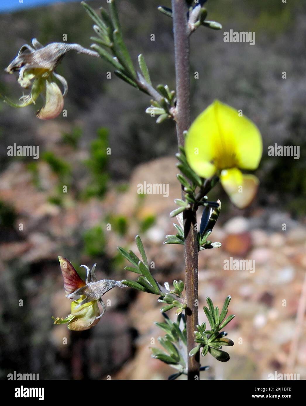 (Lotononis dahlgrenii) Plantae Stock Photo - Alamy