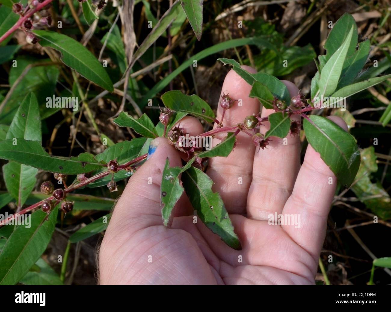 swamp loosestrife (Decodon verticillatus) Plantae Stock Photo - Alamy