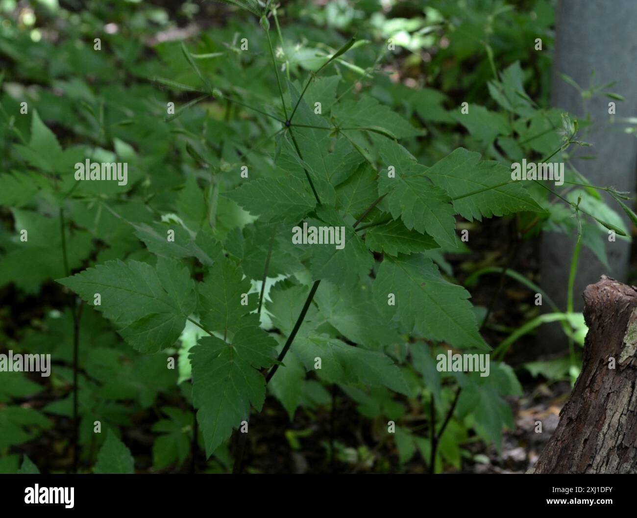 aniseroot (Osmorhiza longistylis) Plantae Stock Photo - Alamy