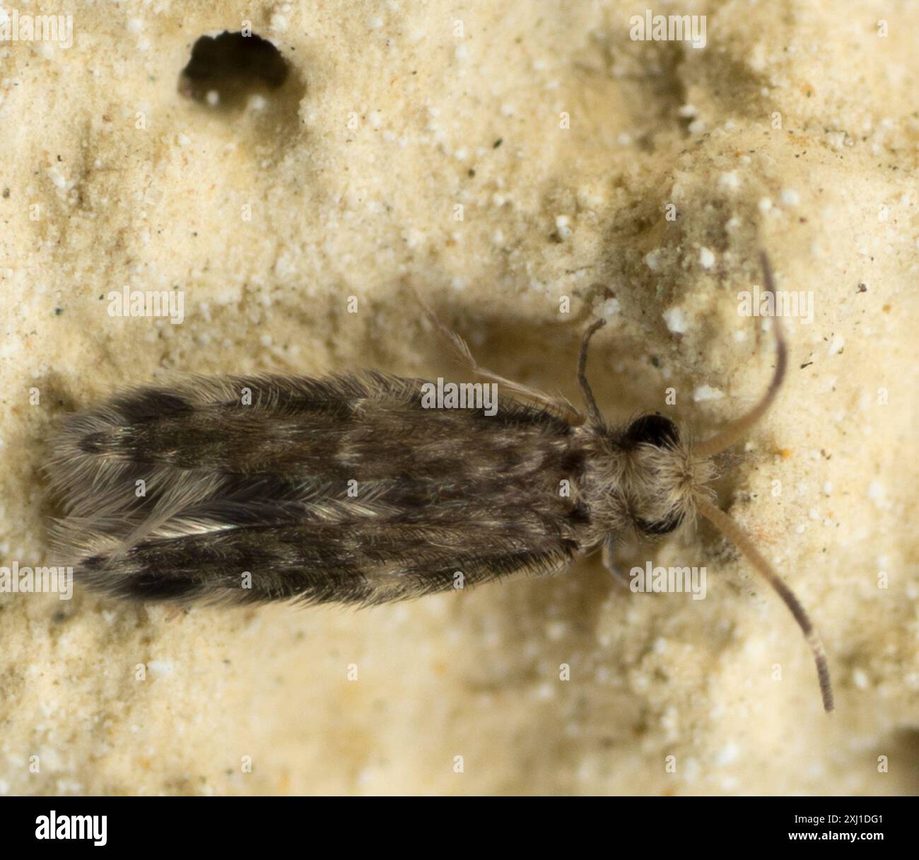 Microcaddisflies hi-res stock photography and images - Alamy