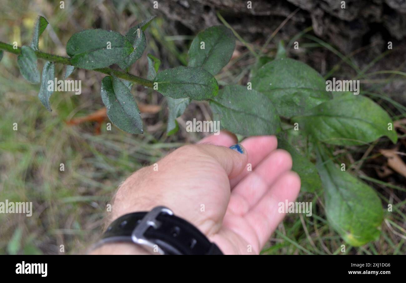 rough hawkweed (Hieracium scabrum) Plantae Stock Photo - Alamy
