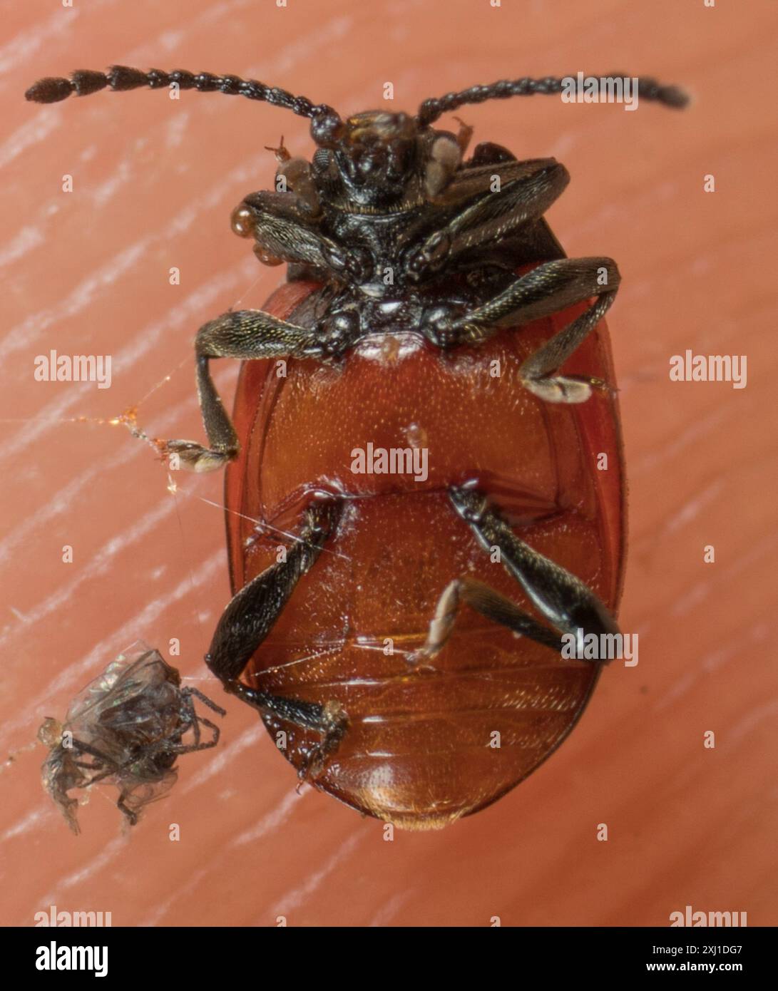 Handsome Fungus Beetle (Endomychus biguttatus) Insecta Stock Photo - Alamy