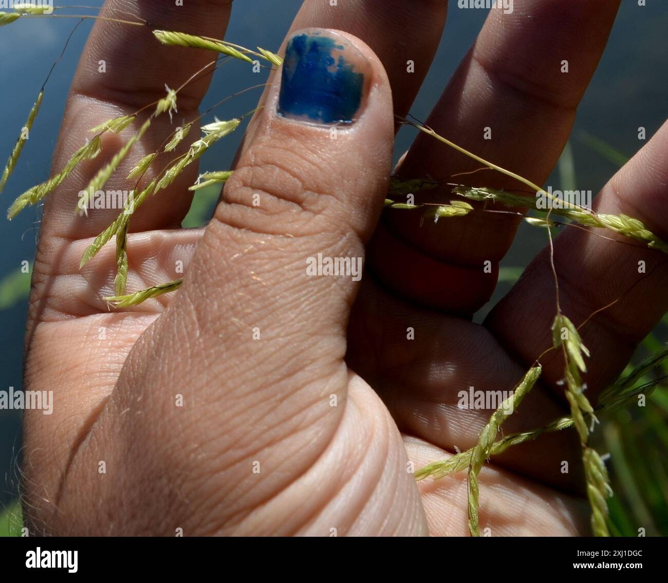 rice cutgrass (Leersia oryzoides) Plantae Stock Photo - Alamy