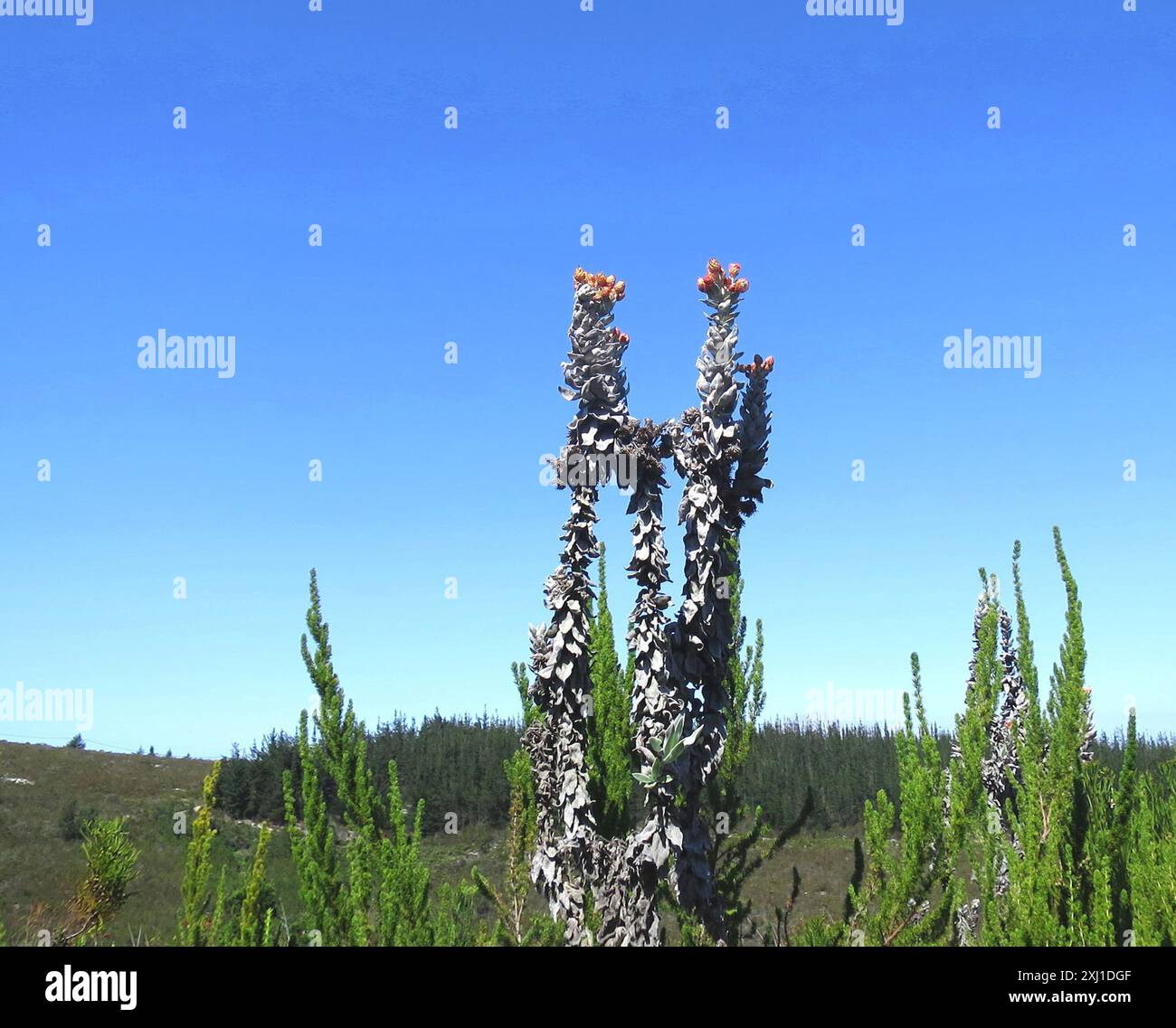 Strawberry Sewejaartjie (Syncarpha eximia) Plantae Stock Photo - Alamy