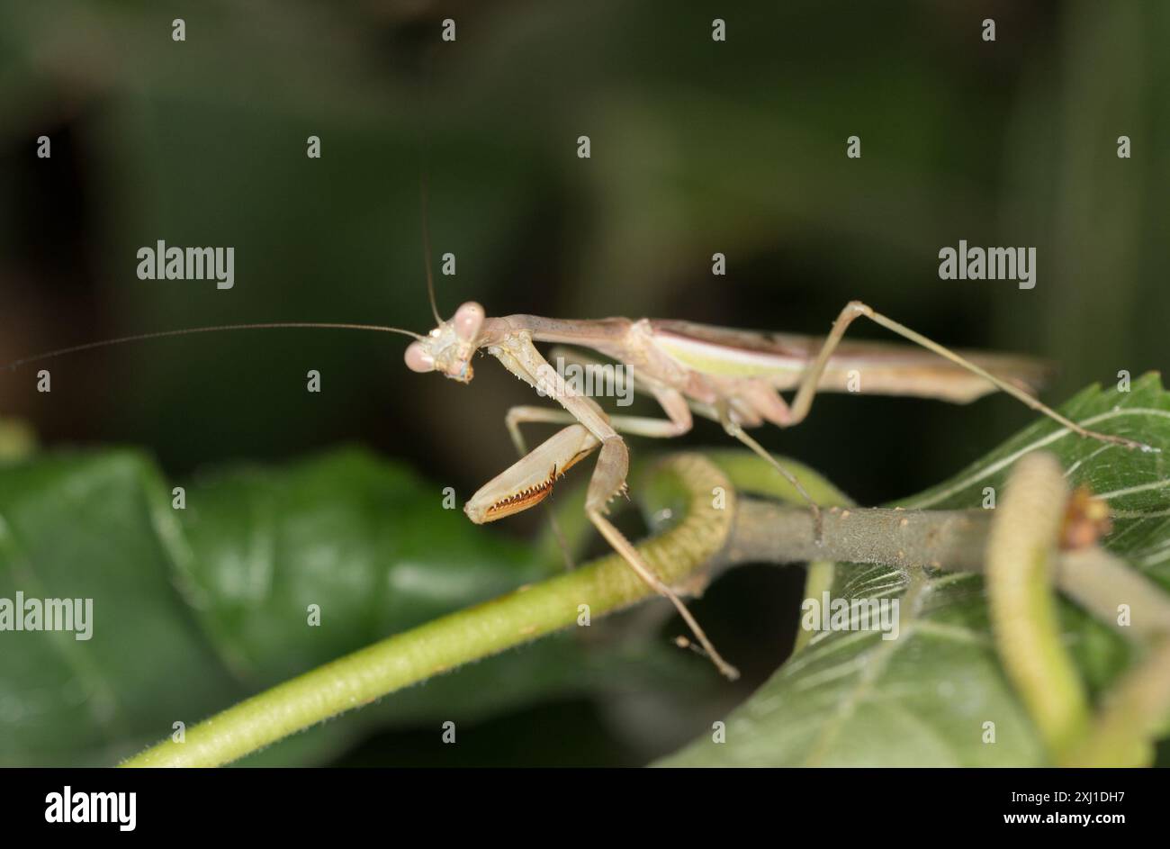 Arizona Mantis (Stagmomantis limbata) Insecta Stock Photo - Alamy