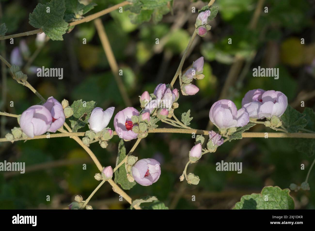 southern coastal bushmallow (Malacothamnus fasciculatus) Plantae Stock ...