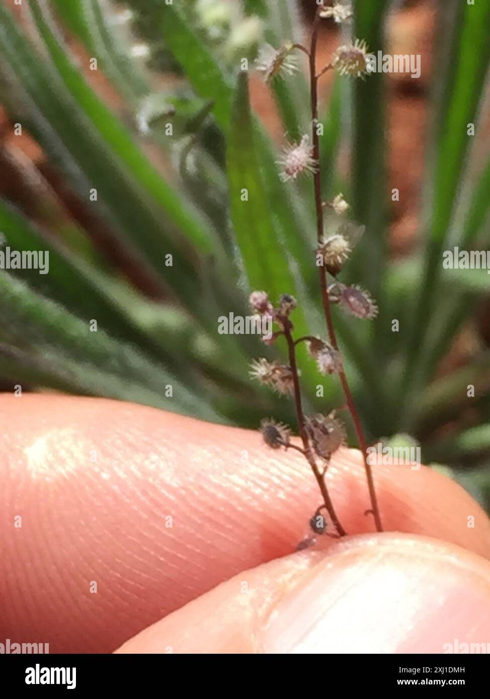 common sandweed (Athysanus pusillus) Plantae Stock Photo - Alamy