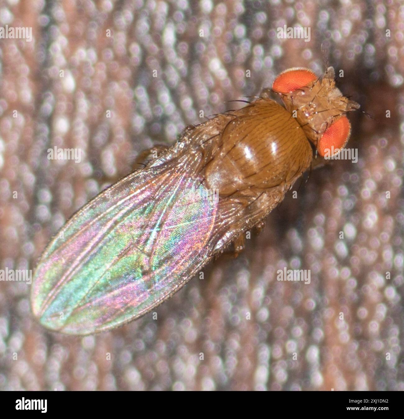 Common Fruit Fly (Drosophila melanogaster) Insecta Stock Photo - Alamy
