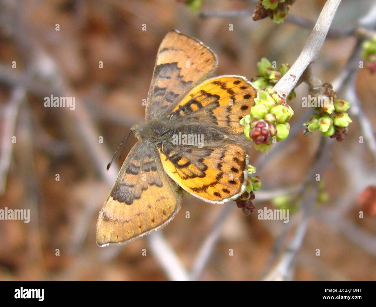Zela hi-res stock photography and images - Alamy